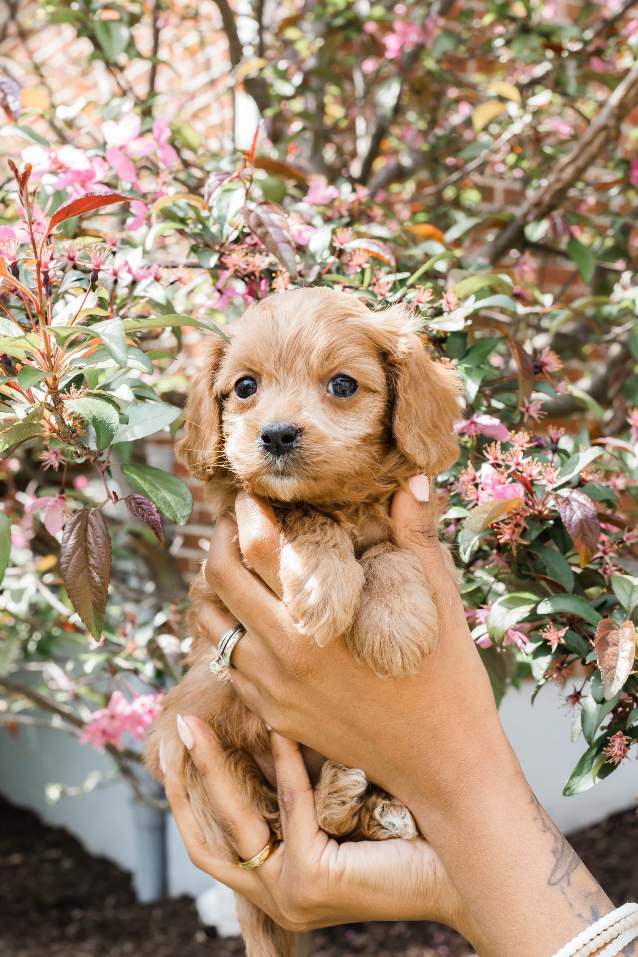 Puppy Application | Picture Perfect Puppies