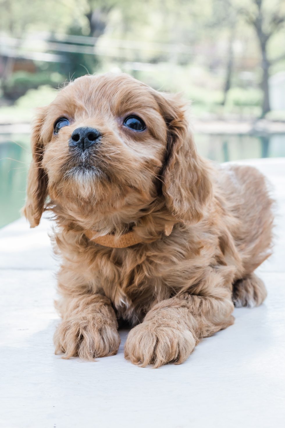 Puppy Application | Picture Perfect Puppies