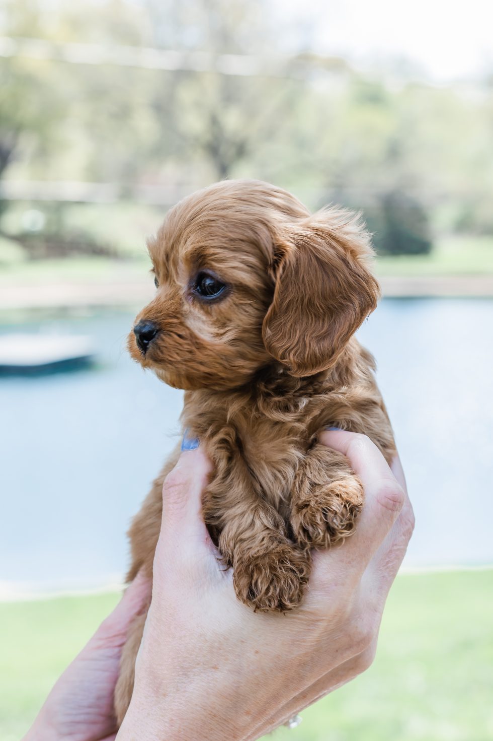 Puppy Application | Picture Perfect Puppies