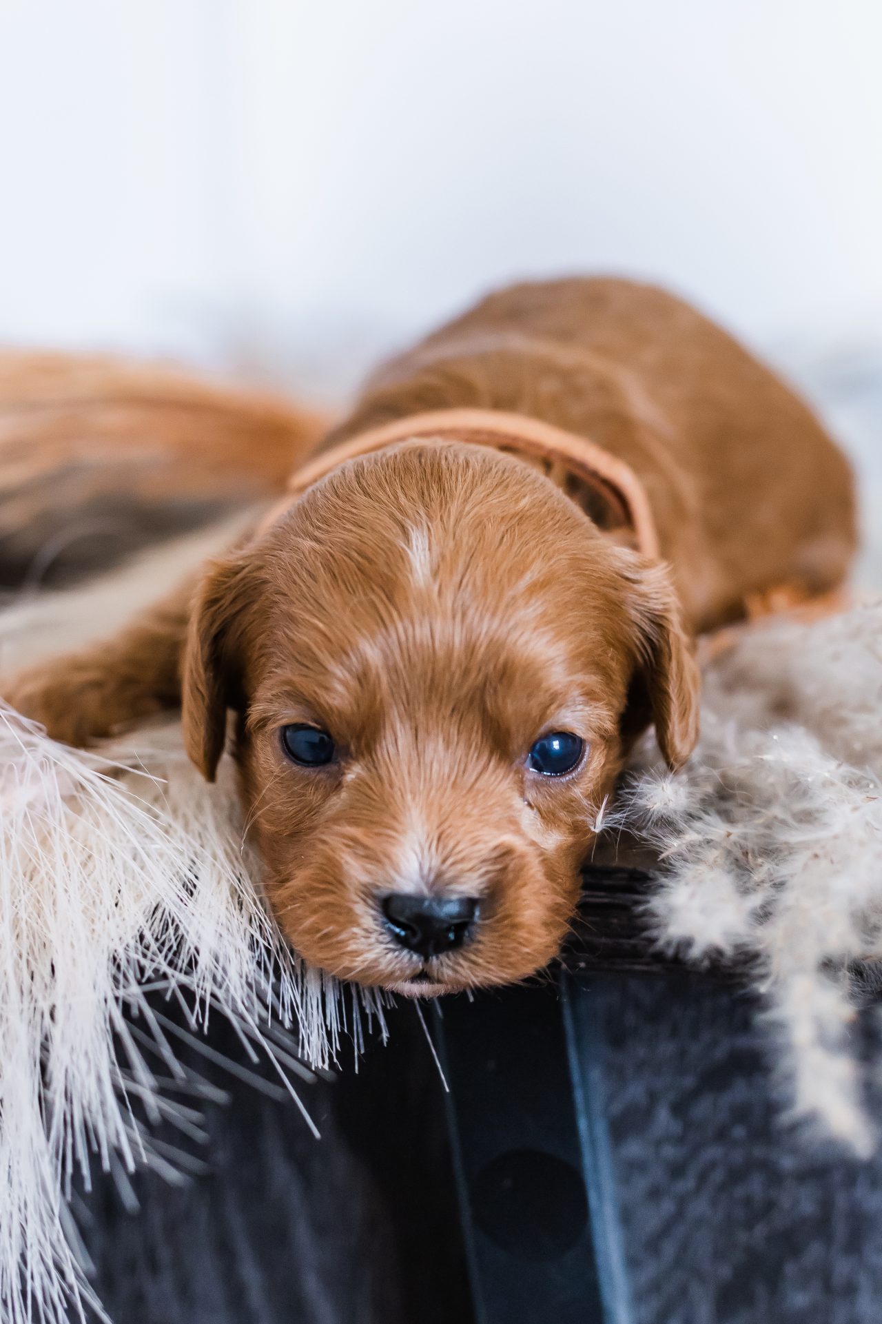 Puppy Application | Picture Perfect Puppies